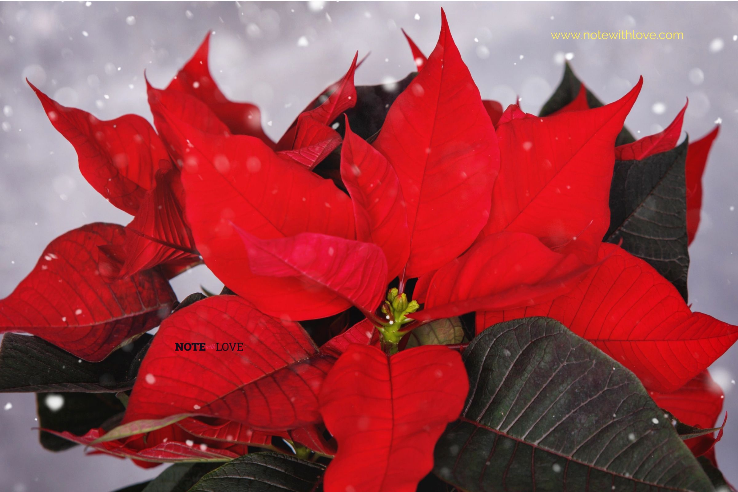 National Poinsettia Day - Celebration of the holiday plant
